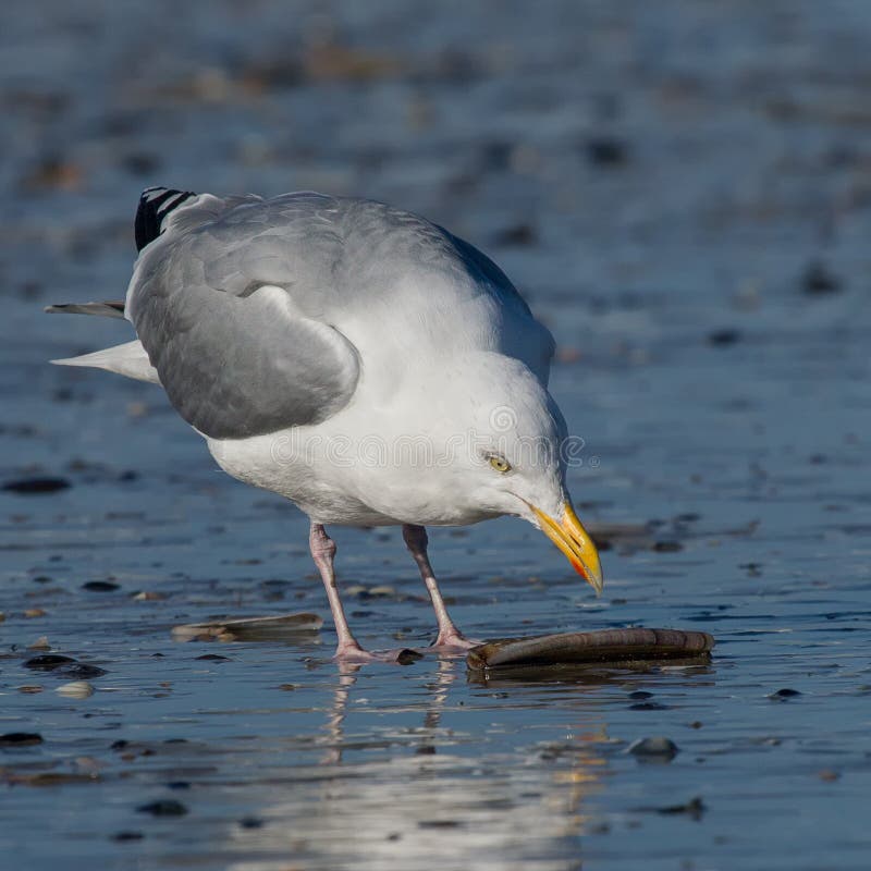 Seagull with Sea Shell in Mouth Stock Photo - Image of capture, animal ...