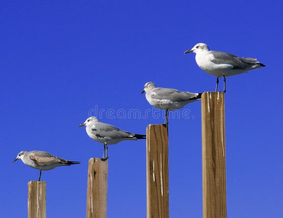 Seagull Graph Stock Photos - Free & Royalty-Free Stock Photos from ...