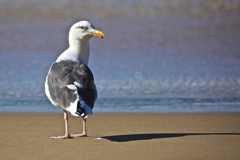 Seagull stock photo. Image of white, back, sand, looking - 78081096