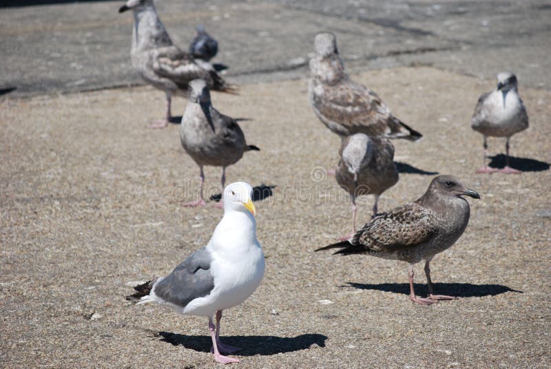 Seagull among a Group of Birds Stock Image - Image of pier, kinds: 43469817
