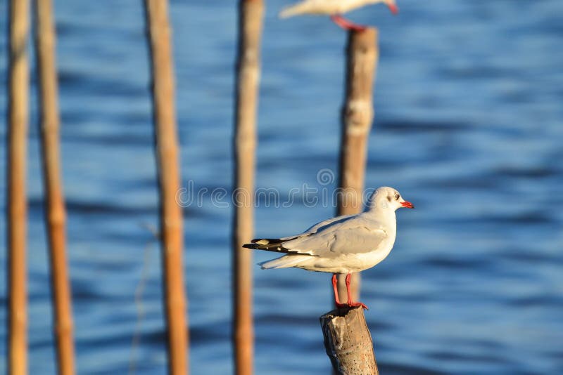 Seagull or Gull (Family: Laridae) Stock Image - Image of freedom, blue ...