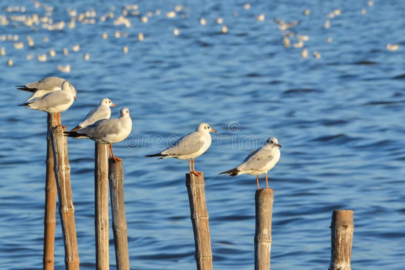 Seagull family stock image. Image of coming, black, pond - 83279003