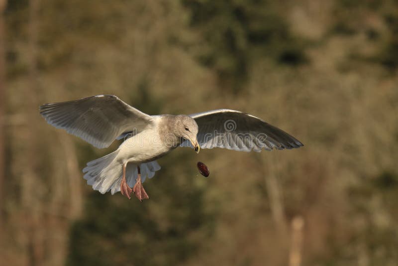 A Seagull or Gull in Flight Dropping a Shellfish Stock Photo - Image of ...