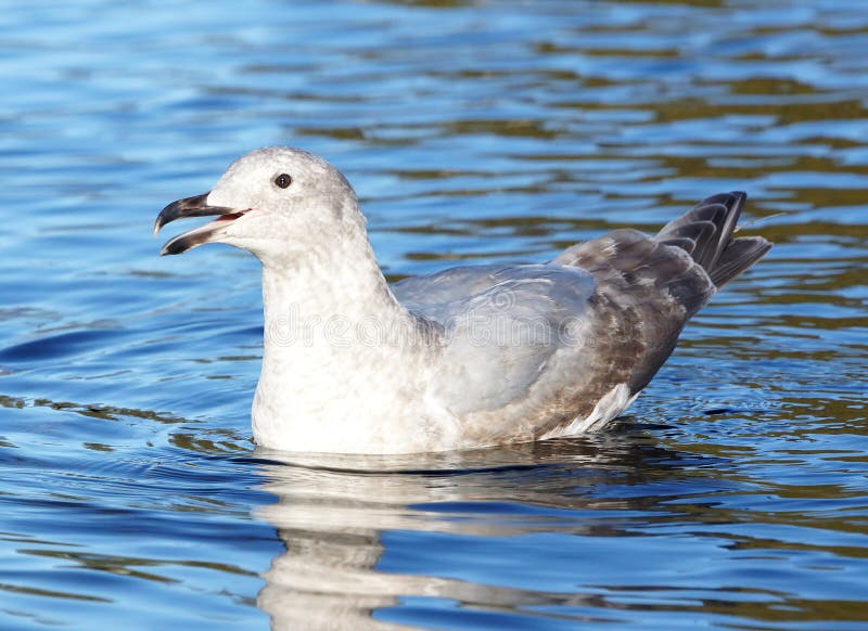 Seagull stock image. Image of white, looking, large, wild - 64844137