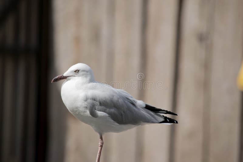 This is a Side View of a Seagull Standing on One Leg Stock Photo ...