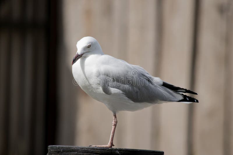 The Seagull is Standing on One Leg Stock Photo - Image of seagull ...