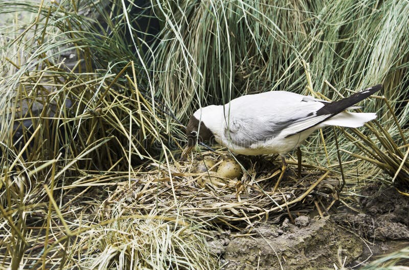 Seagull hatches out eggs stock image. Image of care, generation - 19078361