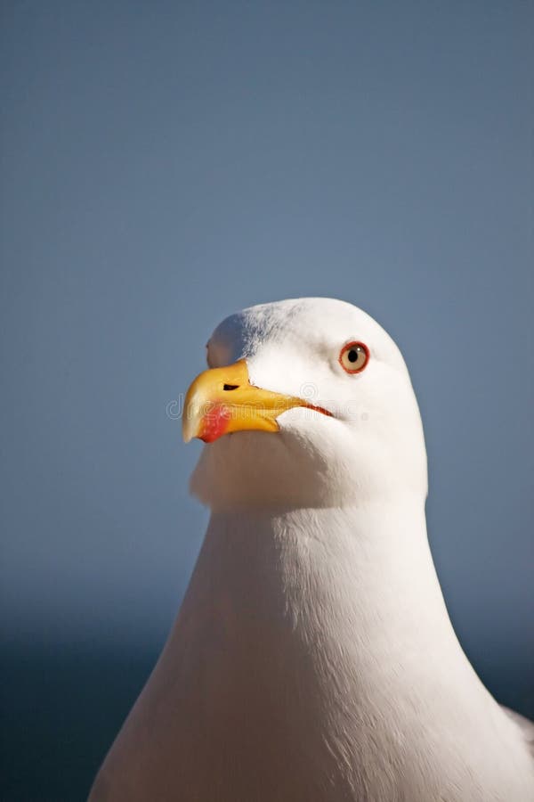 Seagull head stock photo. Image of wings, standing, watching - 12281420