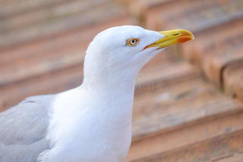 Seagull head Close-up 1 stock image. Image of feather - 115866029