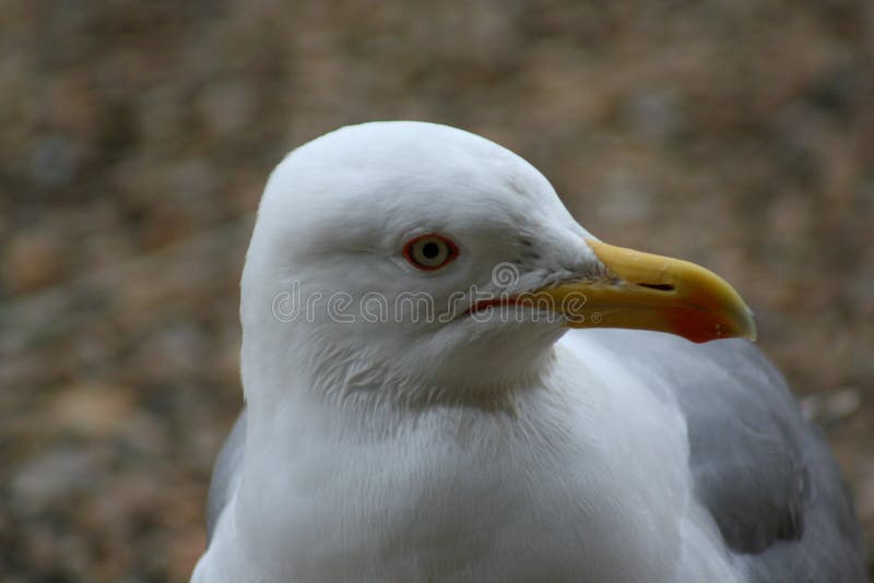 Seagull Head Close-up Side View of it Stock Image - Image of closeup ...