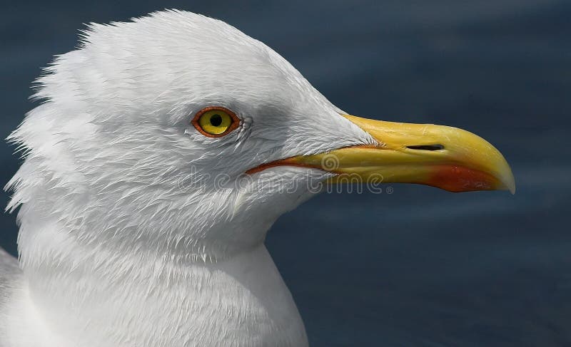 Seagull head stock image. Image of seagull, animal, nature - 83977239