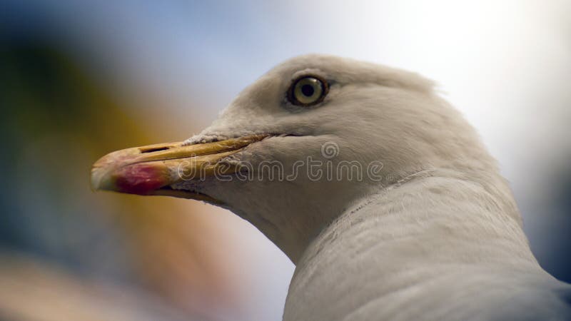 Seagull Headshot stock image. Image of portrait, rats - 46393185