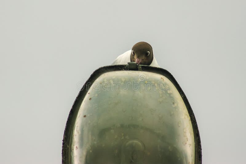 Seagull Hiding Behind the Utility Pole with Lantern Stock Photo - Image ...