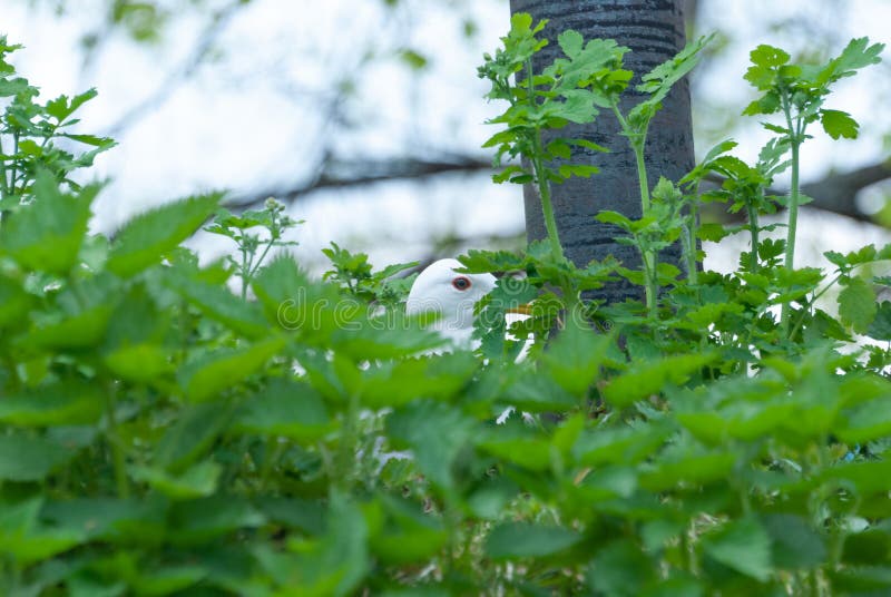A Seagull is Hiding among the Dense Grass Stock Photo - Image of birds ...