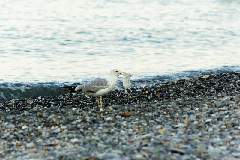A Seagull Holds a Used Bag in Its Beak Stock Image - Image of nature ...