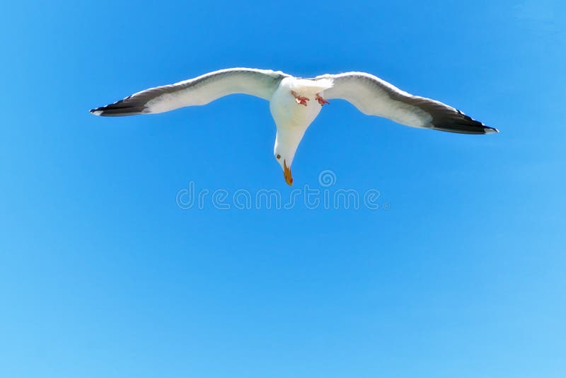 Seagull Hovering stock image. Image of underside, nose - 24935129
