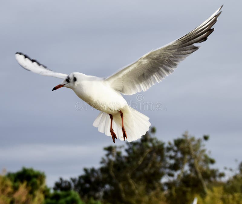 Seagull stock photo. Image of grey, feathers, black, wildlife - 63001524