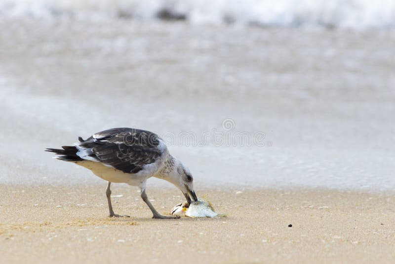 A Seagull Eating a Fish on the Beach Stock Photo - Image of wings ...