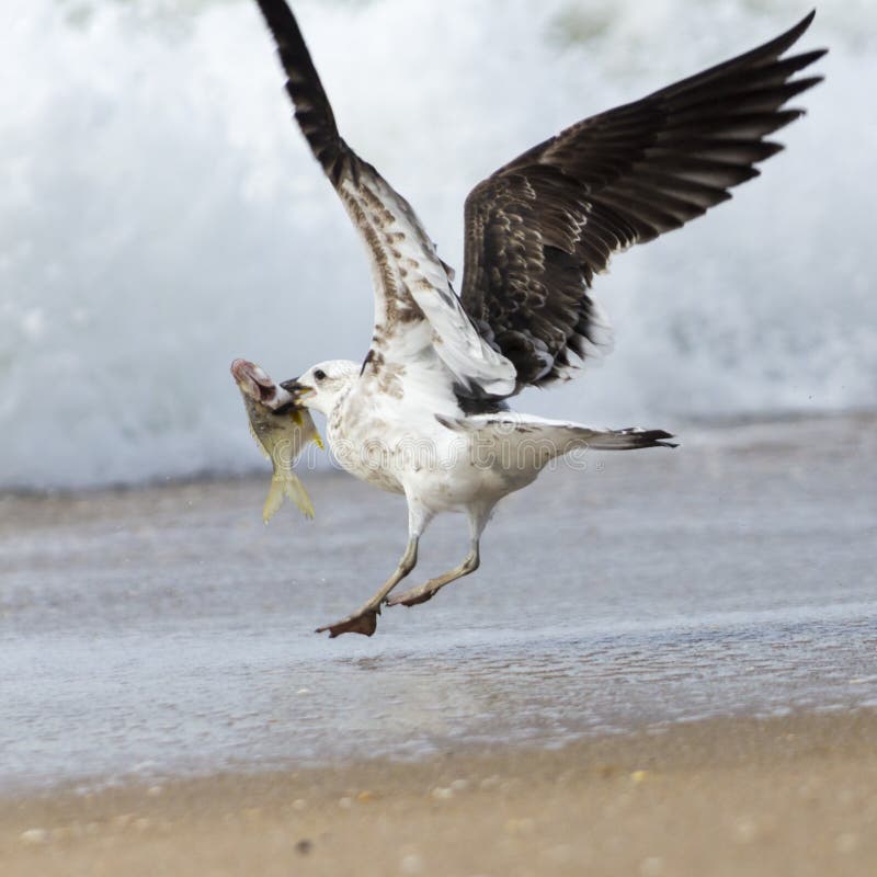 A seagull hunting a fish stock image. Image of eating - 123184883