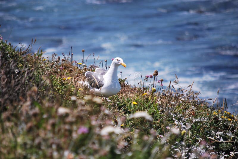 Seagull Hunting for Food on the Ground Stock Photo - Image of seagulls ...