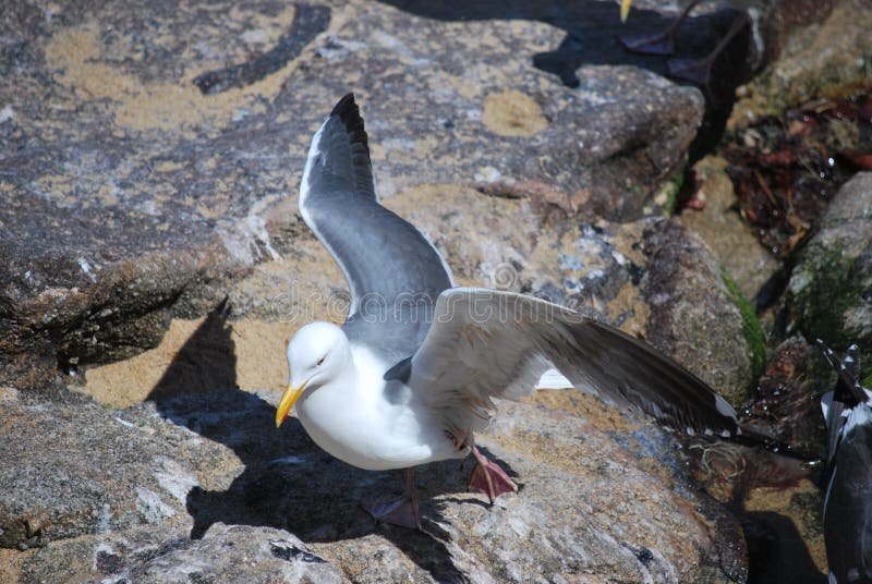 Seagull Hunting for Food on the Ground Stock Image - Image of beach ...