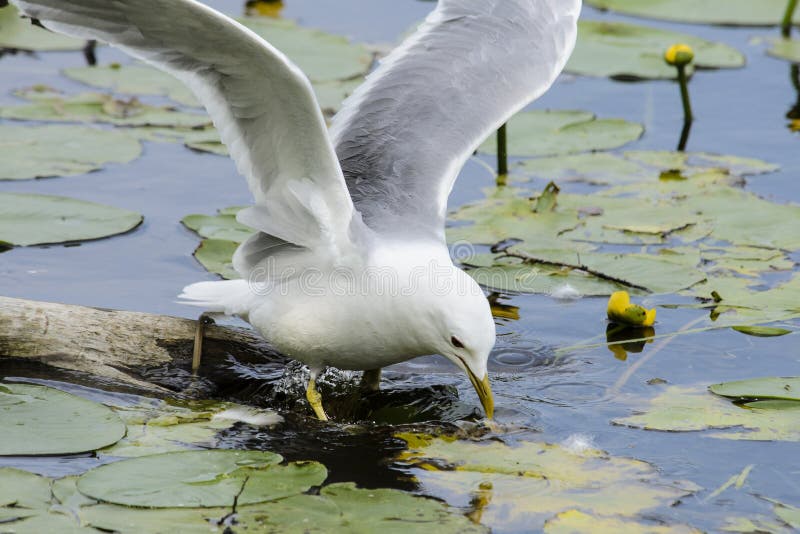 Seagull hunting in lake stock photo. Image of wildlife - 54041504