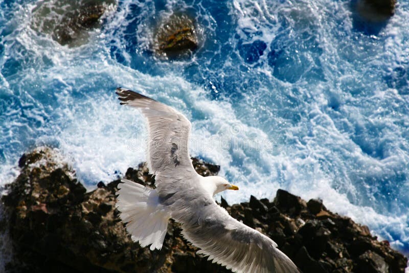 Seagull hunting at the sea stock image. Image of adriatic - 20166675