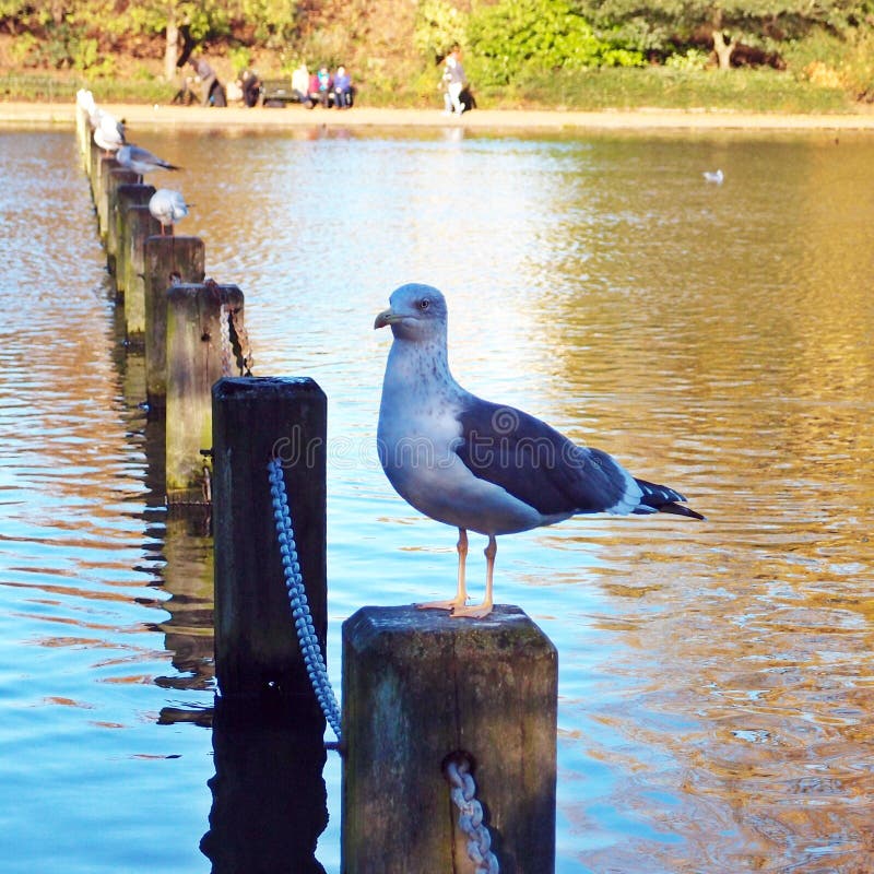 Seagull at Hyde Park, London Stock Photo - Image of london, seagull ...
