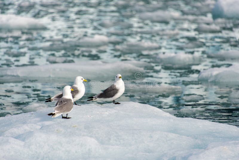 Seagull with Open Beak Sitting on the Ice Stock Image - Image of ...