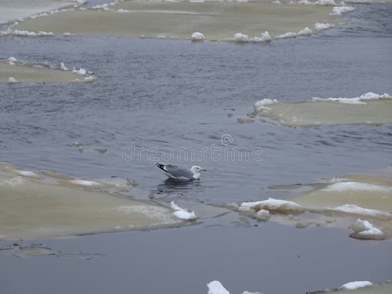 Spring Ice Drift on the River Stock Image - Image of frost, island ...