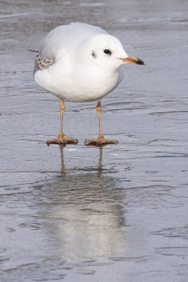 Seagull on ice stock photo. Image of winter, cold, seagull - 138394546