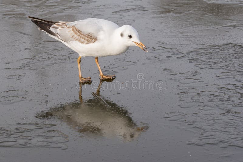 Seagull on ice stock photo. Image of frozen, gull, seagull - 138915948