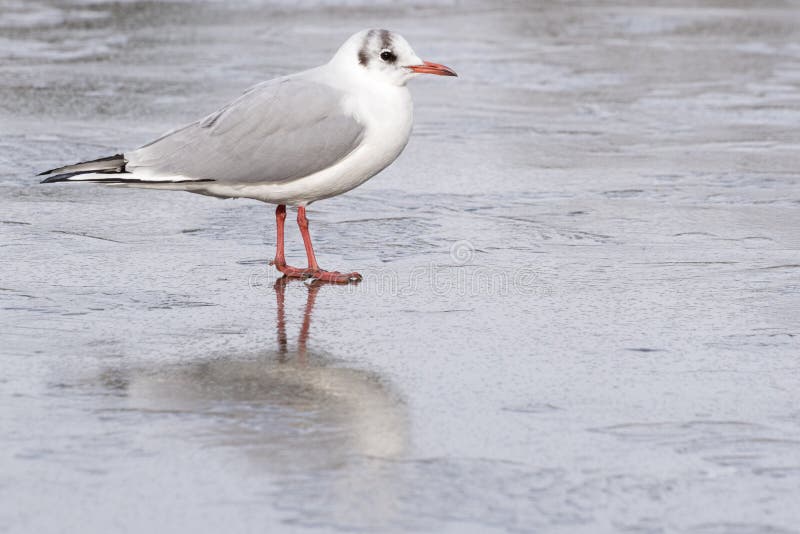 Seagull on ice stock image. Image of frozen, southampton - 138911477