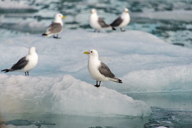 Seagull on the Ice in Svalbard Close Up Stock Image - Image of north ...