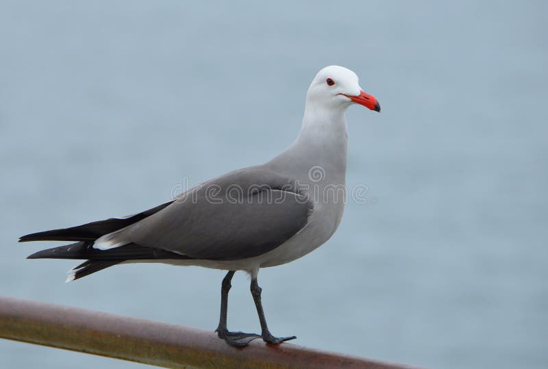 Seagull stock image. Image of ocean, wildlife, seagull - 88600439