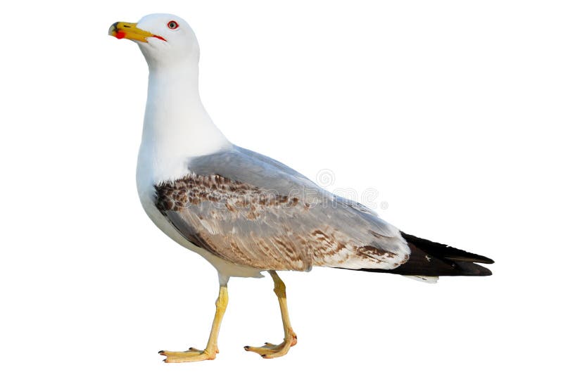 Seagull Isolated On White Background Stock Photo - Image: 61642675