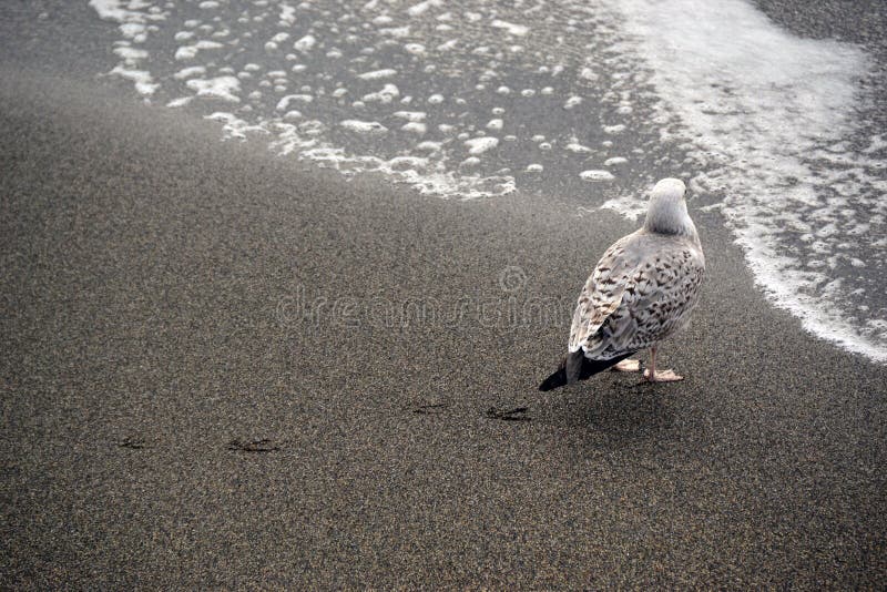 Seagull and Its Tracks on the Sand Stock Photo - Image of nature, ocean ...