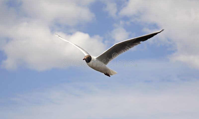 Seagull in Kargopol. Russian North Stock Image - Image of russia, cloud ...