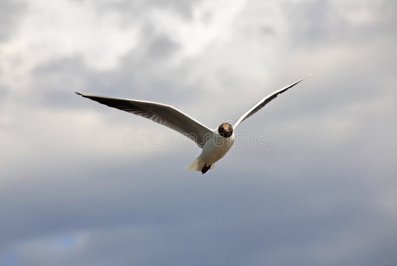 Seagull in Kargopol. Russian North Stock Image - Image of cloud, gull ...