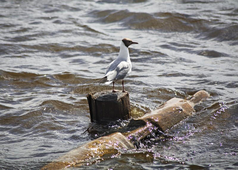 Seagull in Kargopol. Russian North Stock Photo - Image of balk, water ...