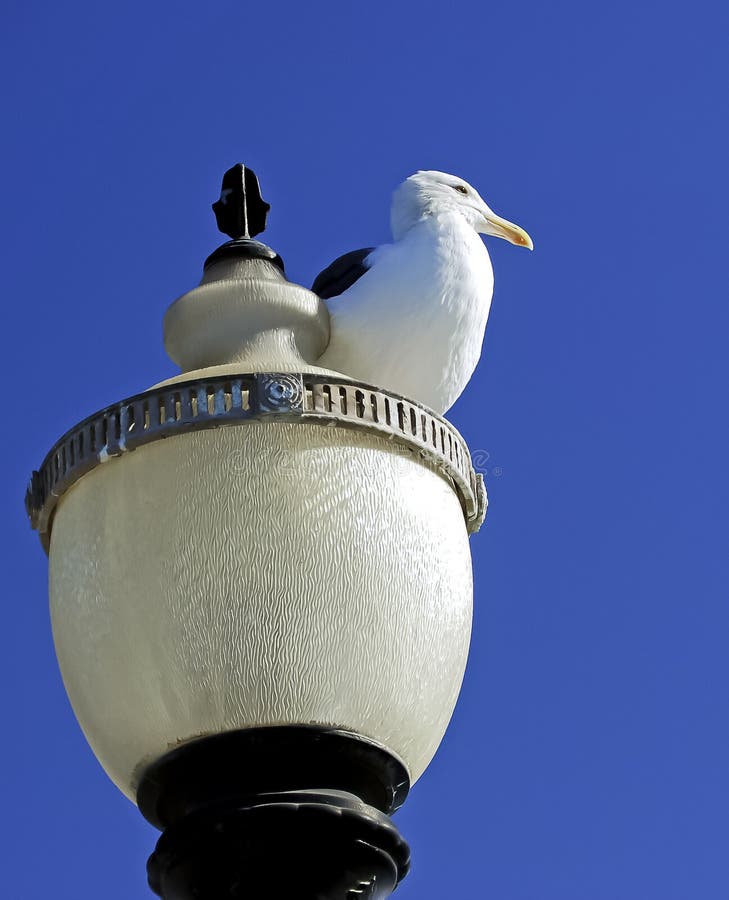 Seagull on Lamp pole stock photo. Image of seagull, light - 23614888