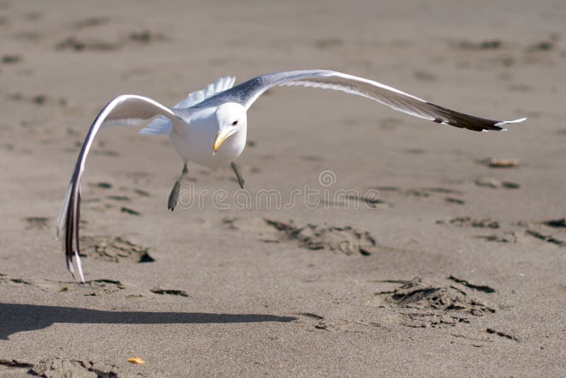 Seagull Landing on a Sandy Beach Stock Photo - Image of nature ...