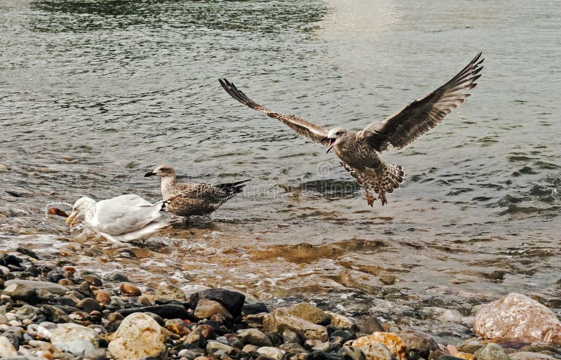 Seagull Landing and Squawking Stock Photo - Image of coastal, gull ...