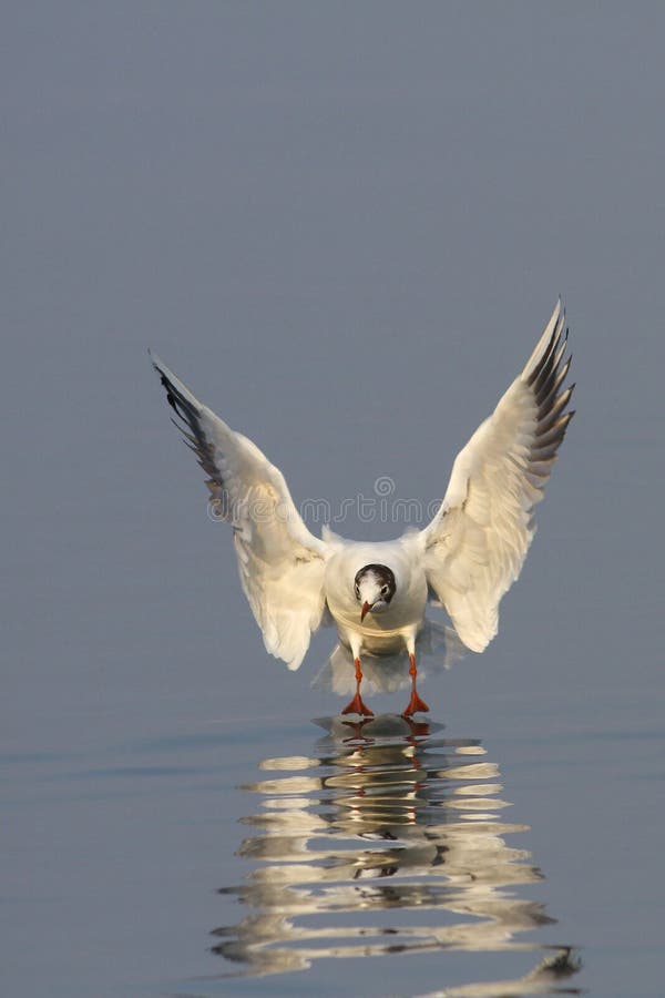 Seagull landing on water stock photo. Image of seagull - 57710466