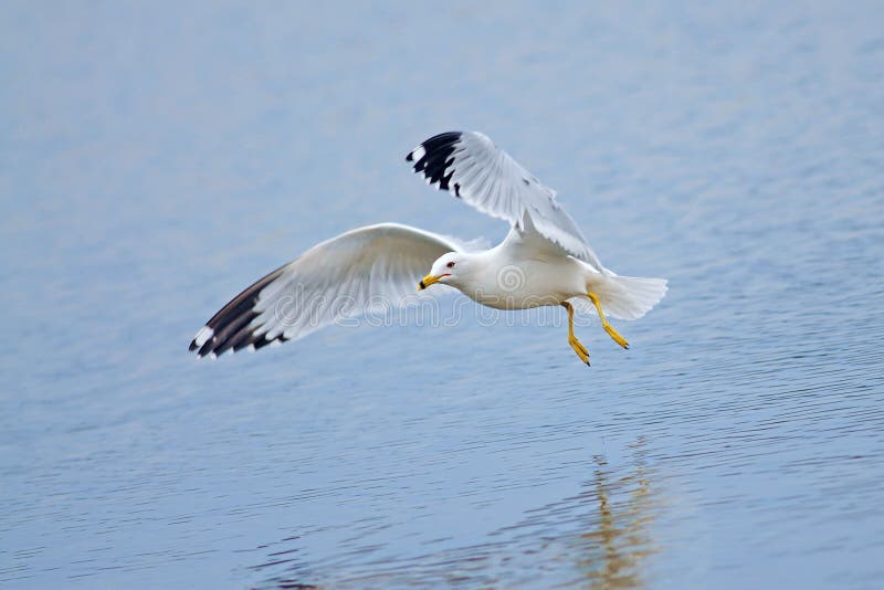 Gull on Lake Michigan Coast Stock Photo - Image of gull, fowl: 3155546