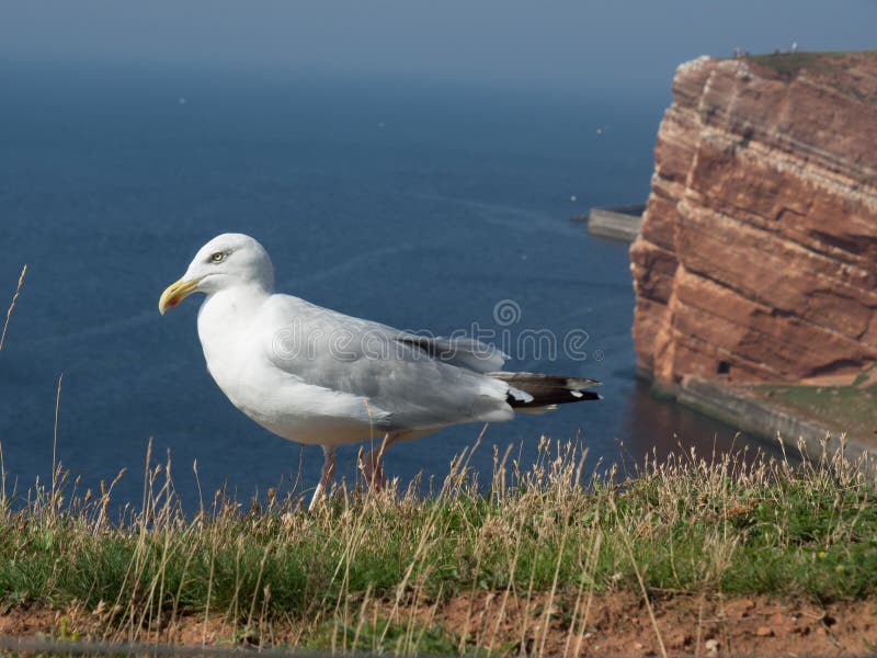 Seagull, Larinae Standing on a Grassy Shore of a Blue Sea Stock Image ...