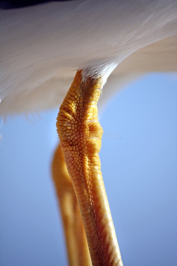 Seagull leg stock image. Image of rough, wildlife, closeup - 12287375