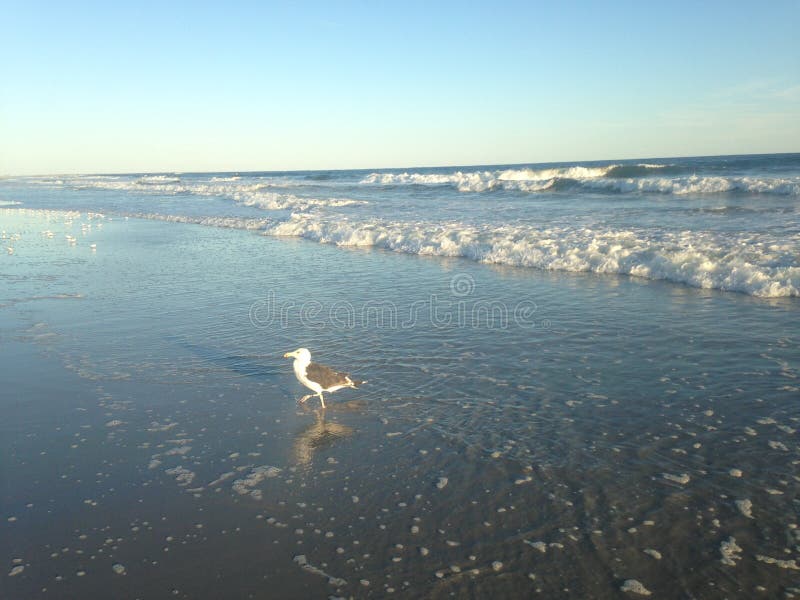 A Seagull on Lido Beach, Long Island. Stock Photo - Image of beach ...