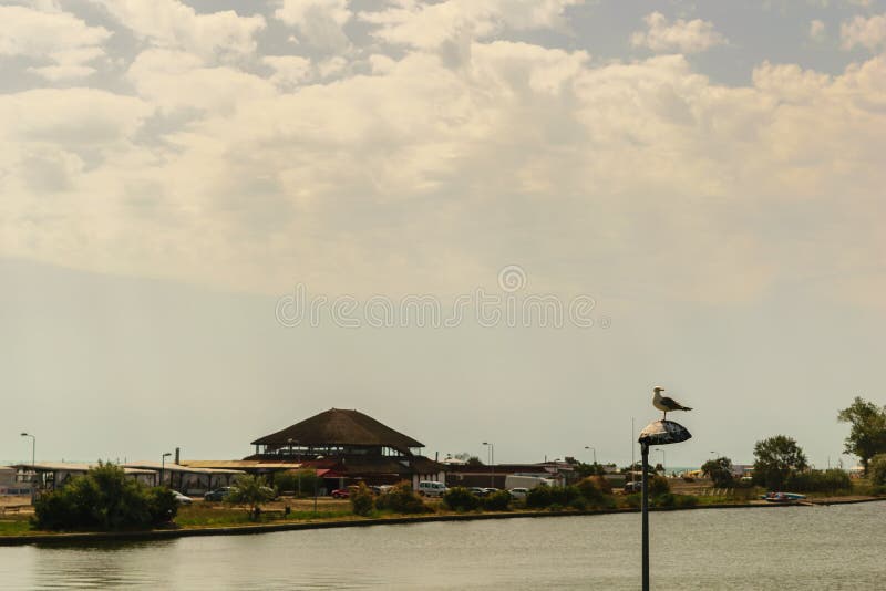 Seagull on a Light Pole with Forest, Buildings and Sea in the ...