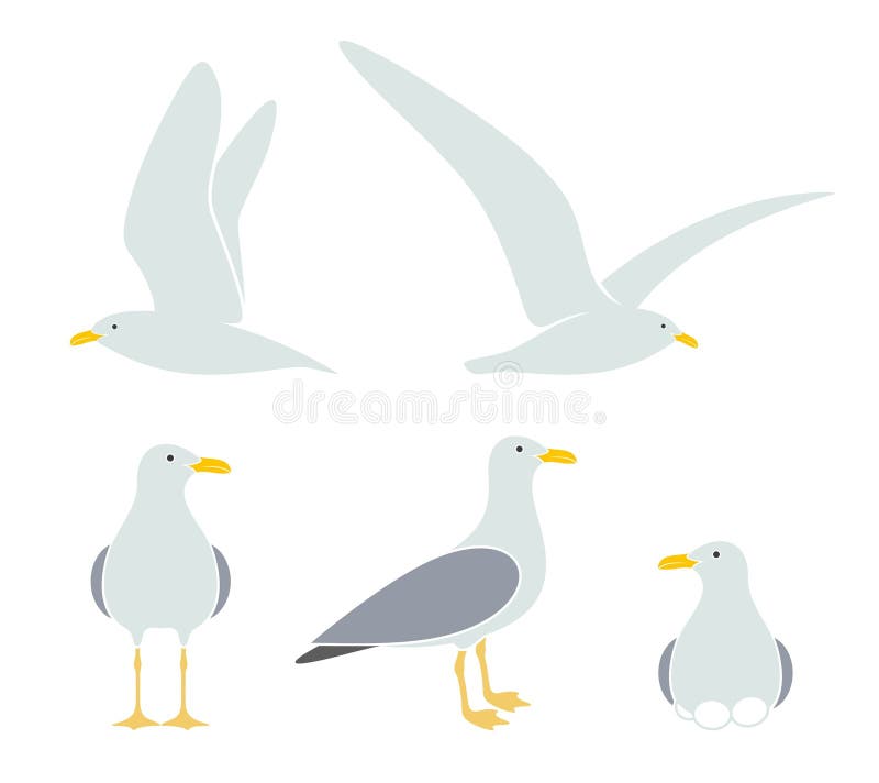 Seagull Logo. Isolated Seagull on White Background Stock Illustration ...